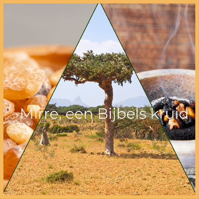 Mirre: Bijbels kruid met rijke geschiedenis